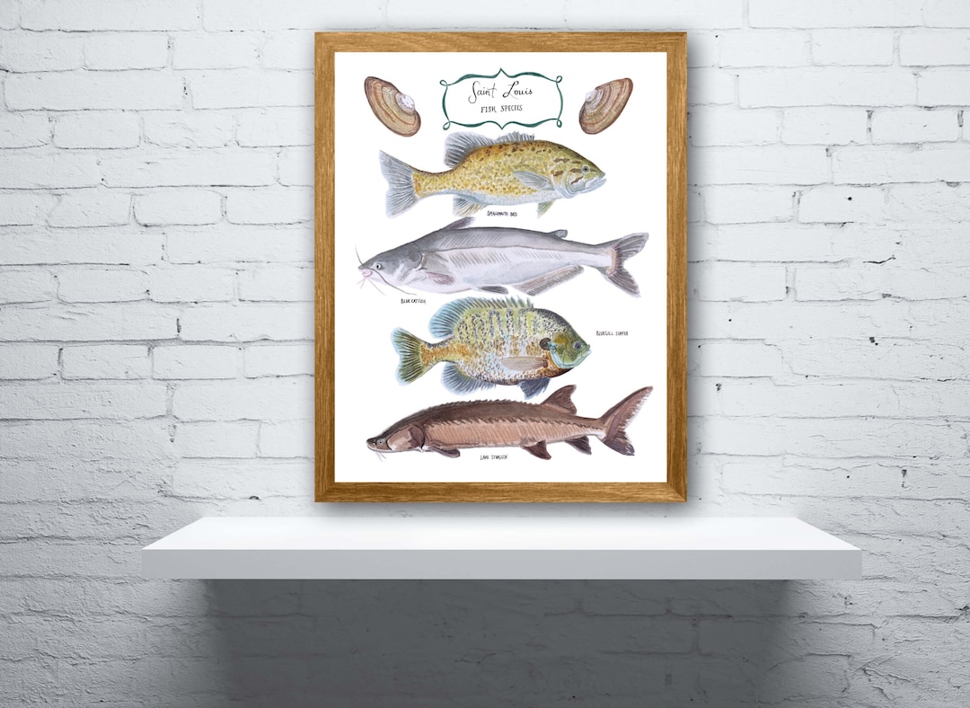 Original Saint Louis Fish Species Watercolor - Etsy