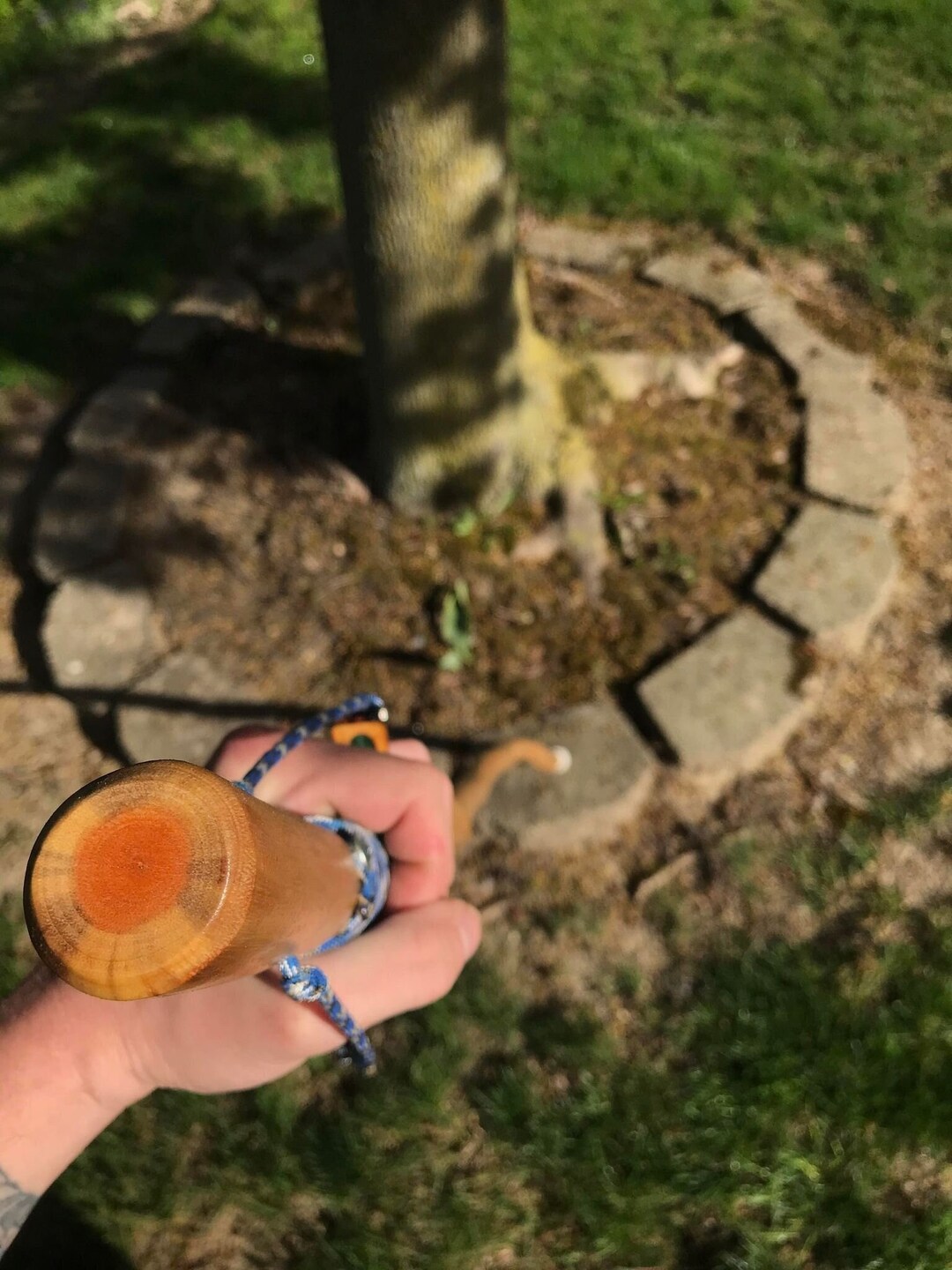 Hiking Stick 60in Buckthorn Wood Natural Bend 550 Paracord Handgrip ...