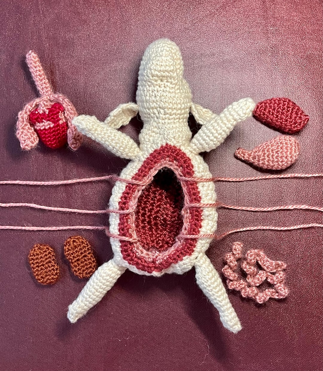 Digital Download Fetal Pig Dissection Crochet Pattern - Etsy
