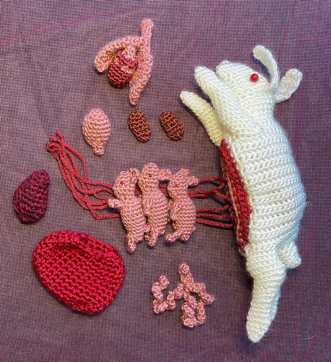 Digital Download Rabbit Dissection Crochet Pattern - Etsy