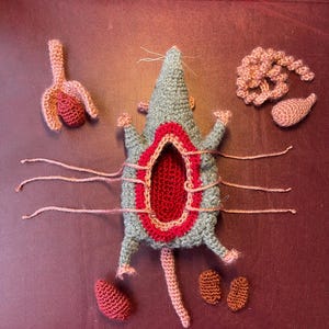 Digital Download Rat Dissection Crochet Pattern - Etsy
