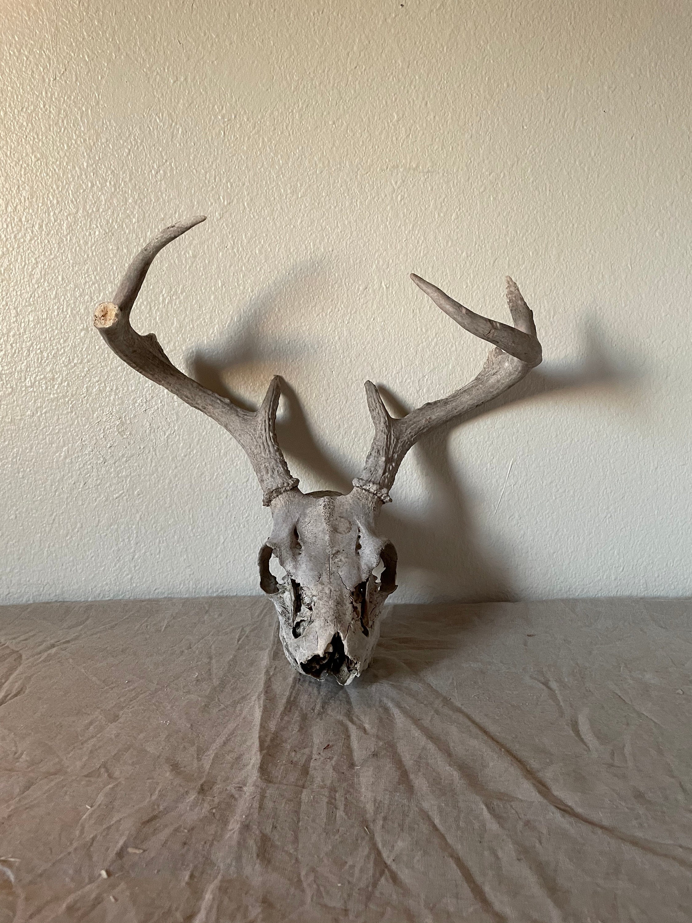 Cooper Bison Skull