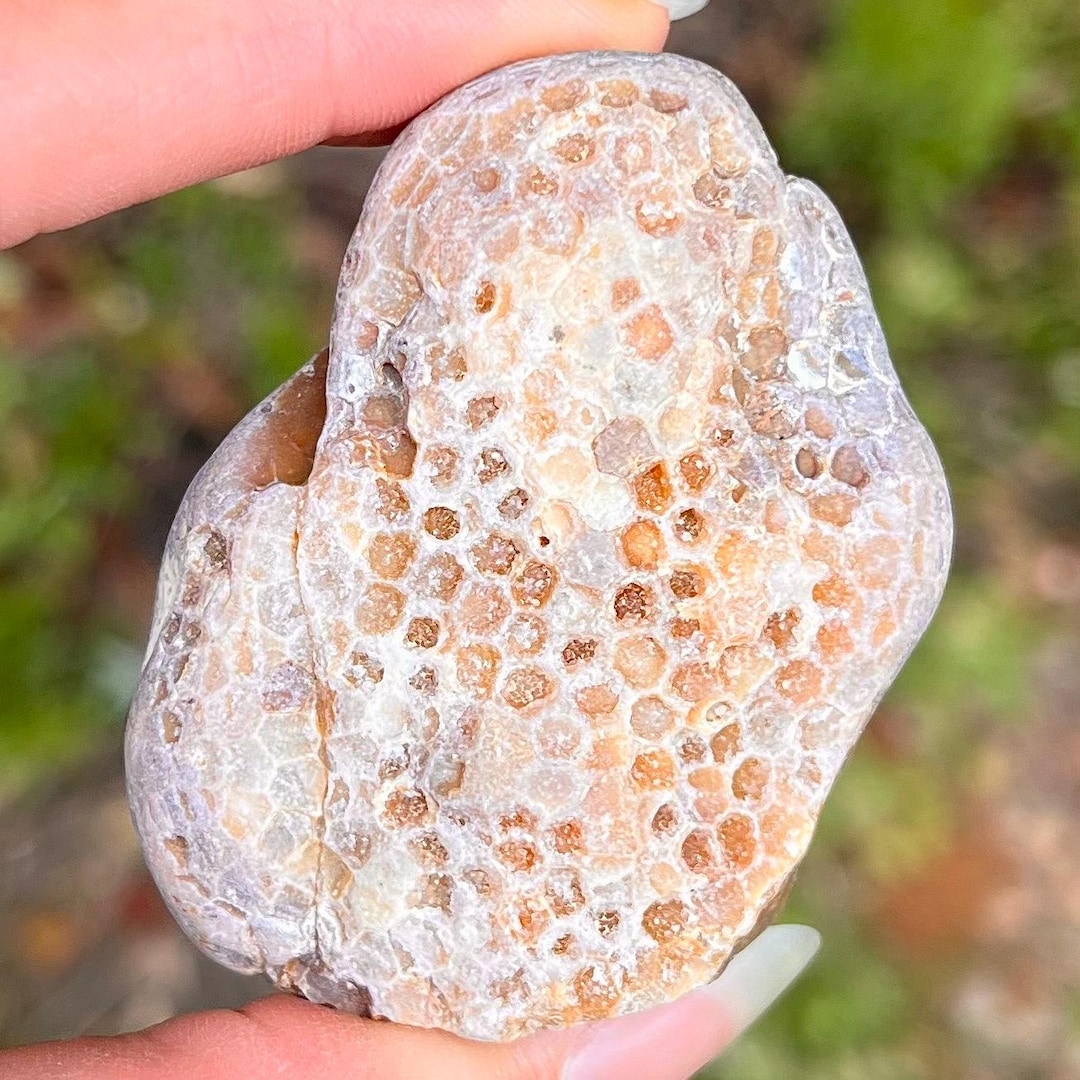 Honeycomb Favosites Coral Fossil - Etsy