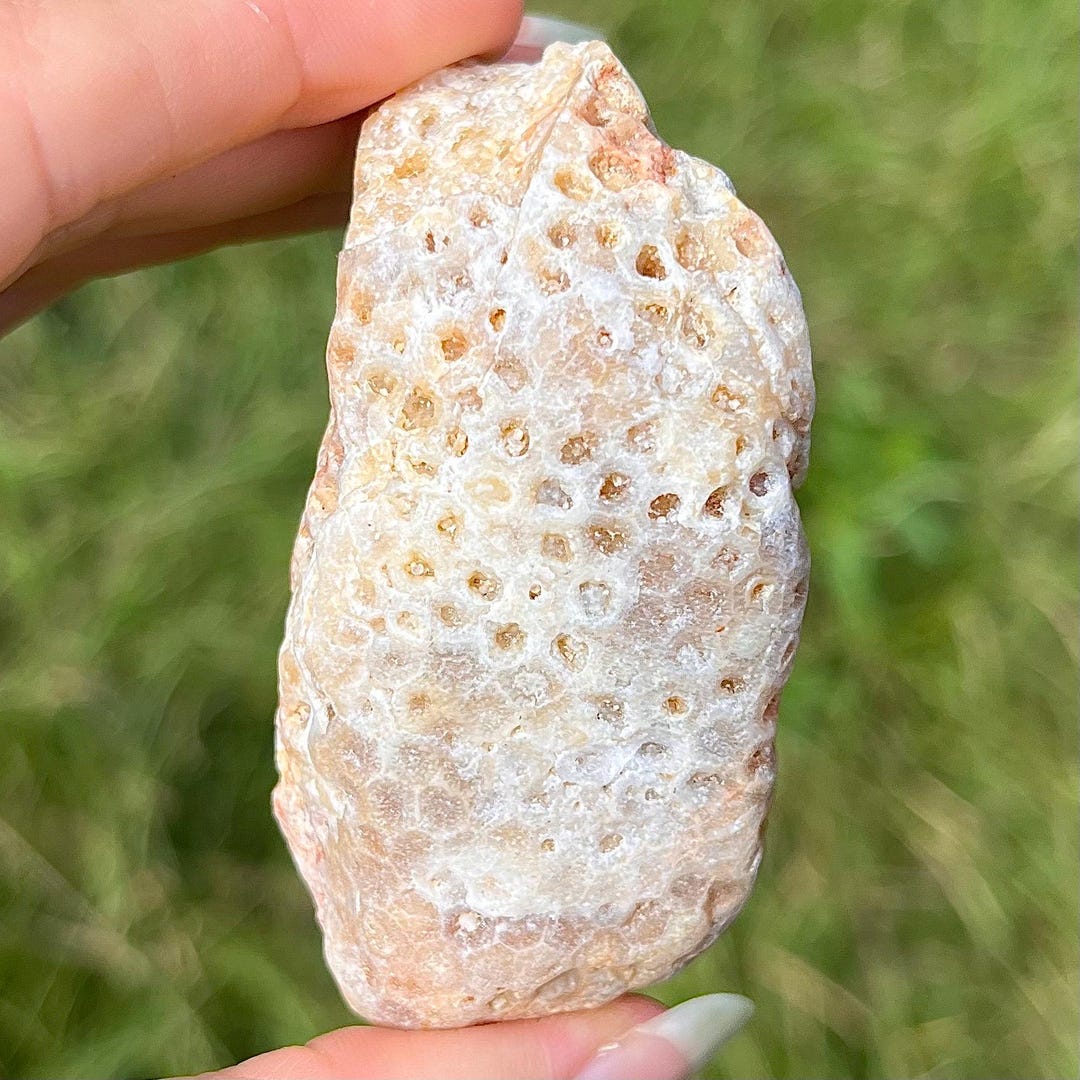 Honeycomb Favosites Coral Fossil - Etsy