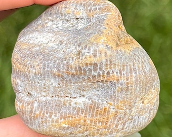 3 Honeycomb Favosites Coral Fossil Assortment - Etsy