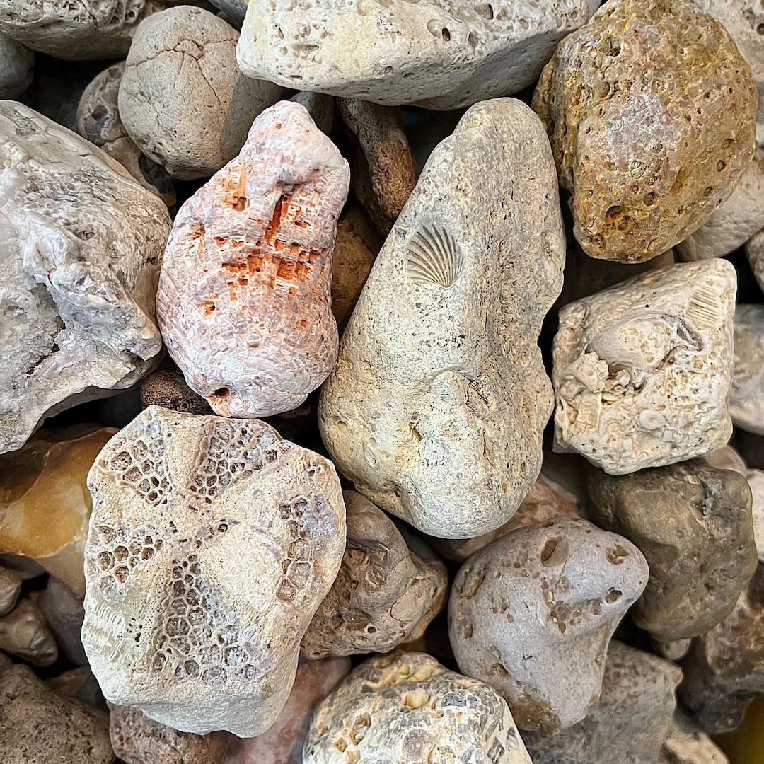 1-2 Lbs Fossils Mix Assorted Types Bulk Box - Etsy