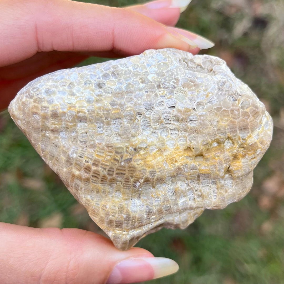 Honeycomb Favosites Coral Fossil - Etsy