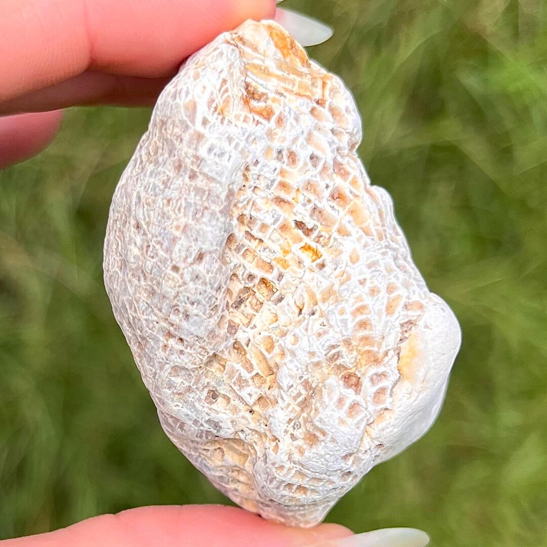 Honeycomb Favosites Coral Fossil - Etsy