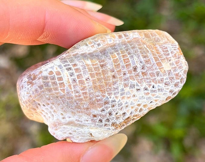 Honeycomb Favosites Coral Fossil - Etsy