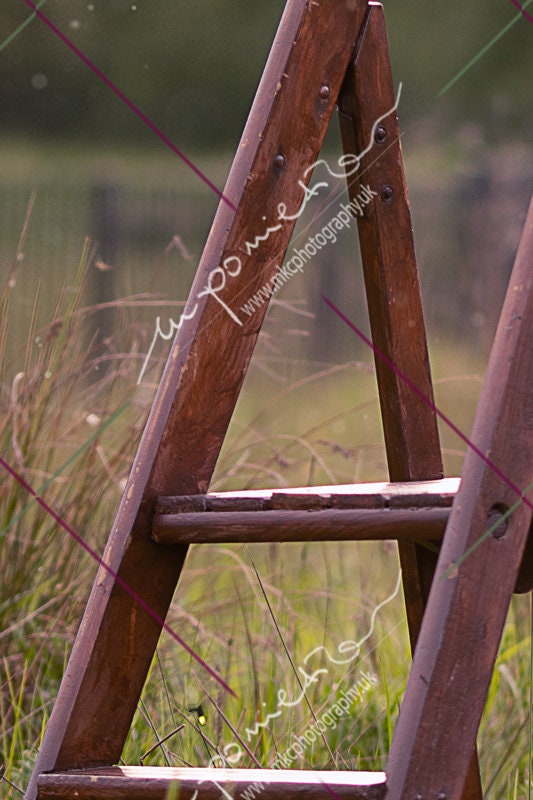 Night Ladder DIGITAL BACKGROUND Fireflies, Glitter, Dust, Magical Scene ...