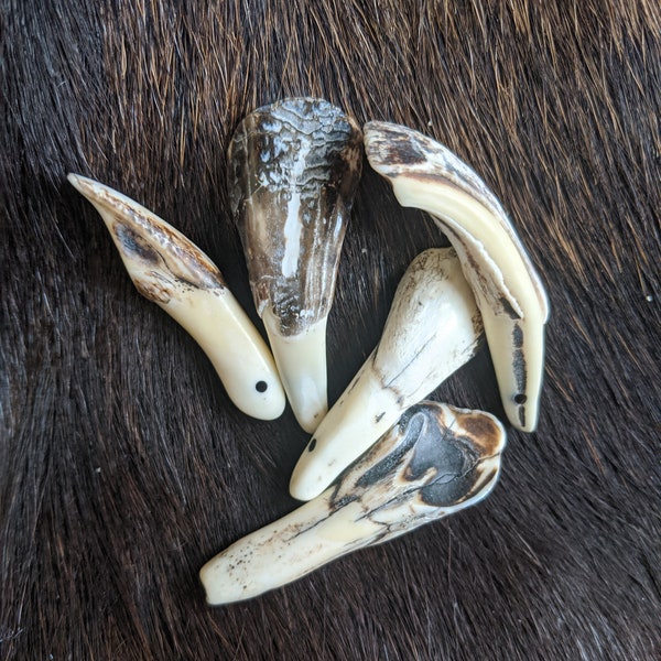 Real Animal Skull - Etsy