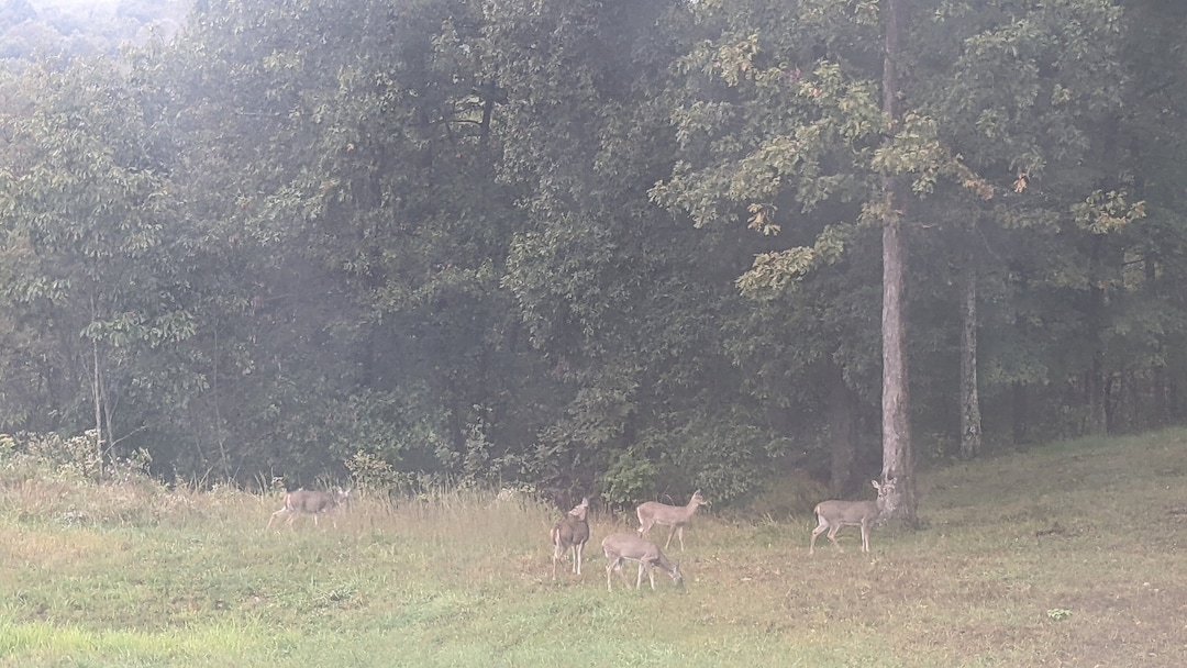 Offerings to Nature - Feed Wildlife - Dedicated to Your Guides ...