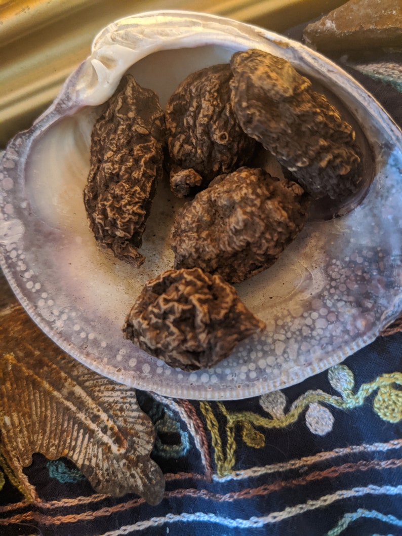 High John the Conqueror Root Small | Etsy