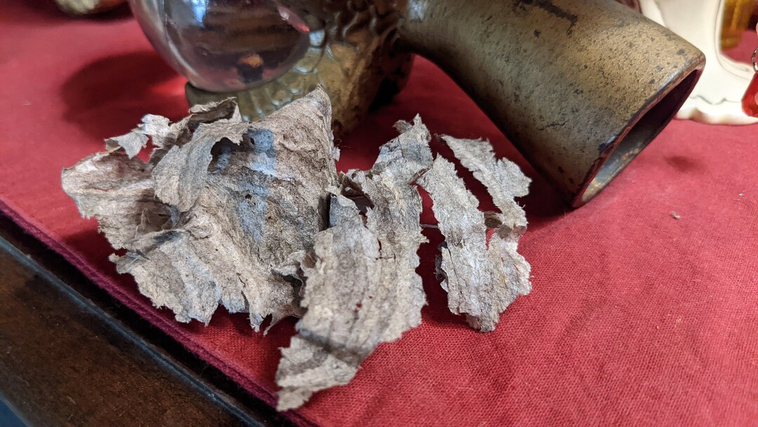 Hornets' Nest Paper - Natural Hornet Paper Remnant - Protection ...