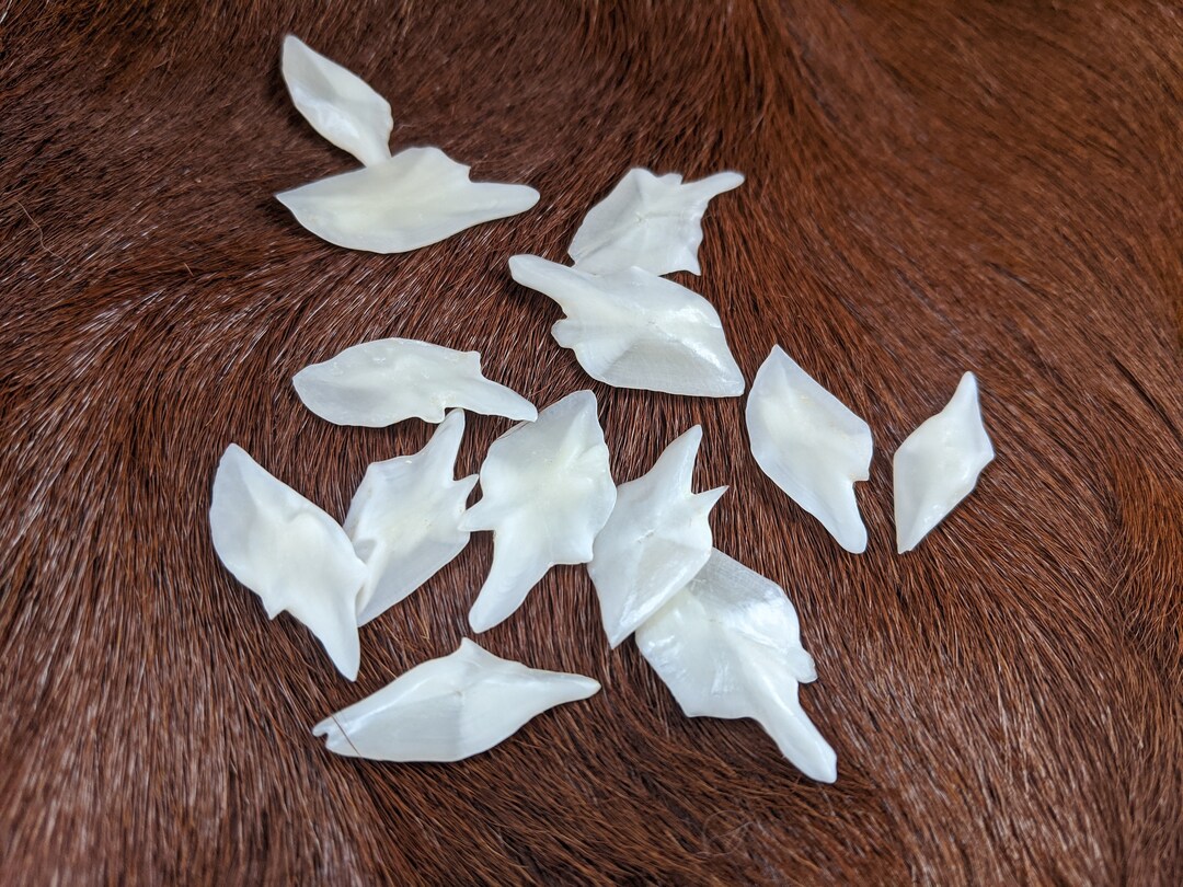 One Dozen Gar Scales - Etsy