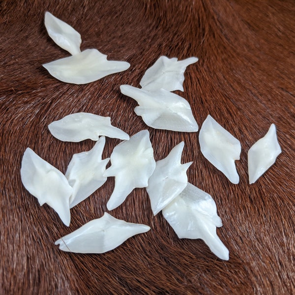 Gar Fish Scales - Etsy