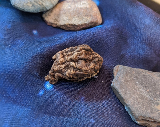 High John the Conqueror Root - Small - Etsy