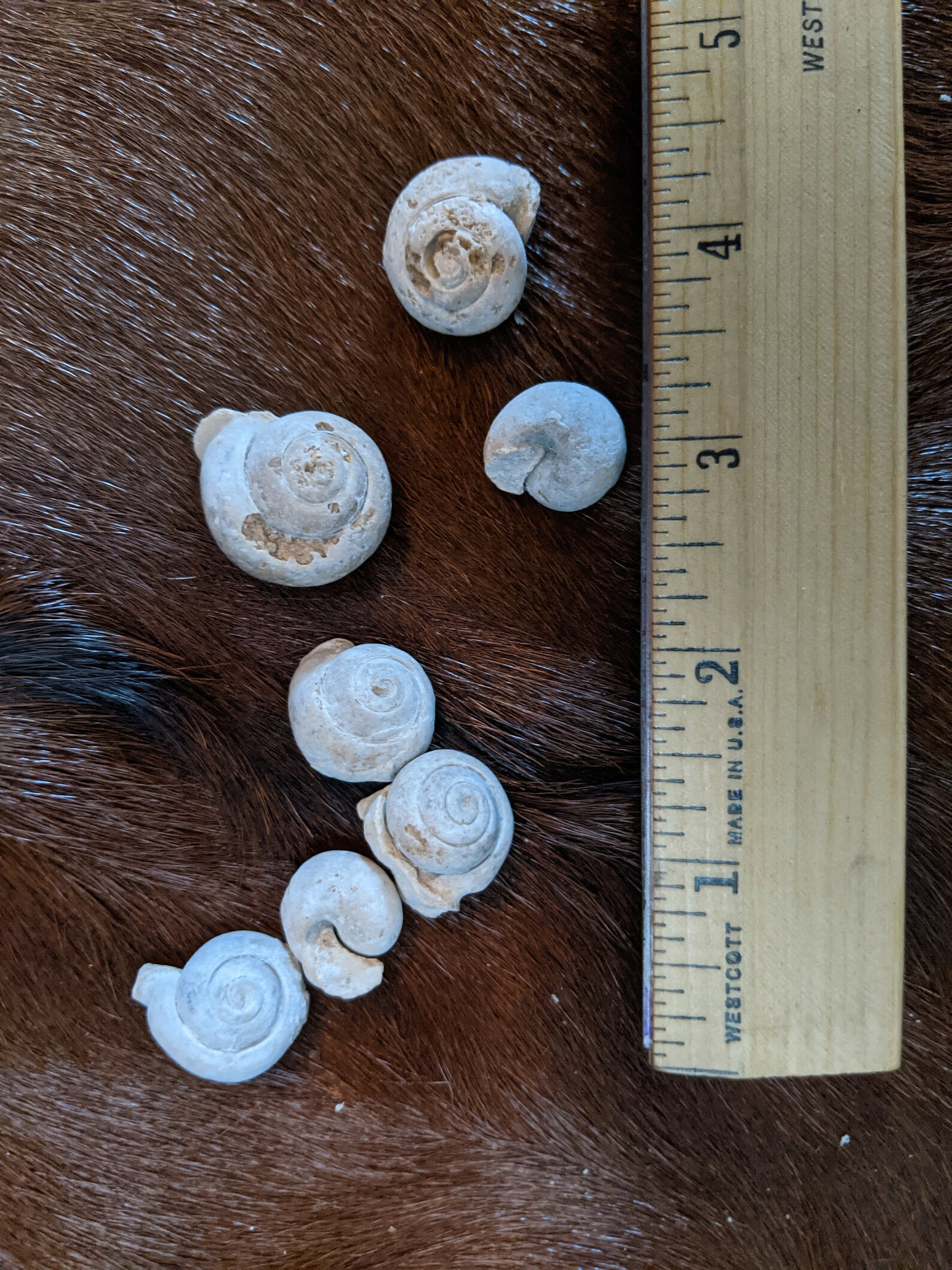 Fossilized Snail Shell Fossilized Gastropod | Etsy