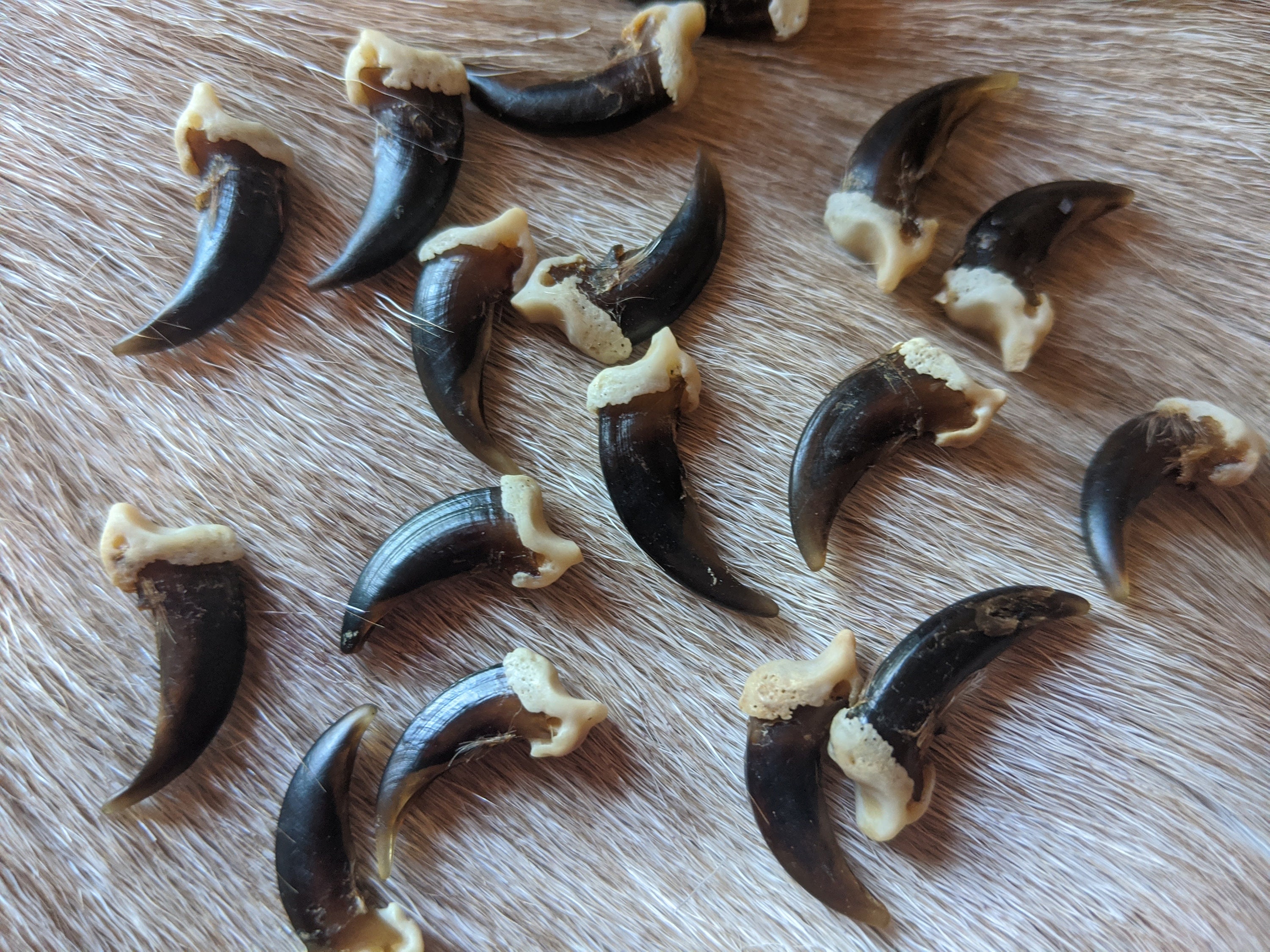 Coyote Claw Real Animal Claw | Etsy