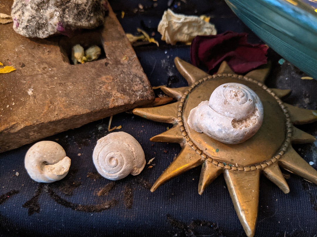 Fossilized Snail Shell - Fossilized Gastropod - Etsy