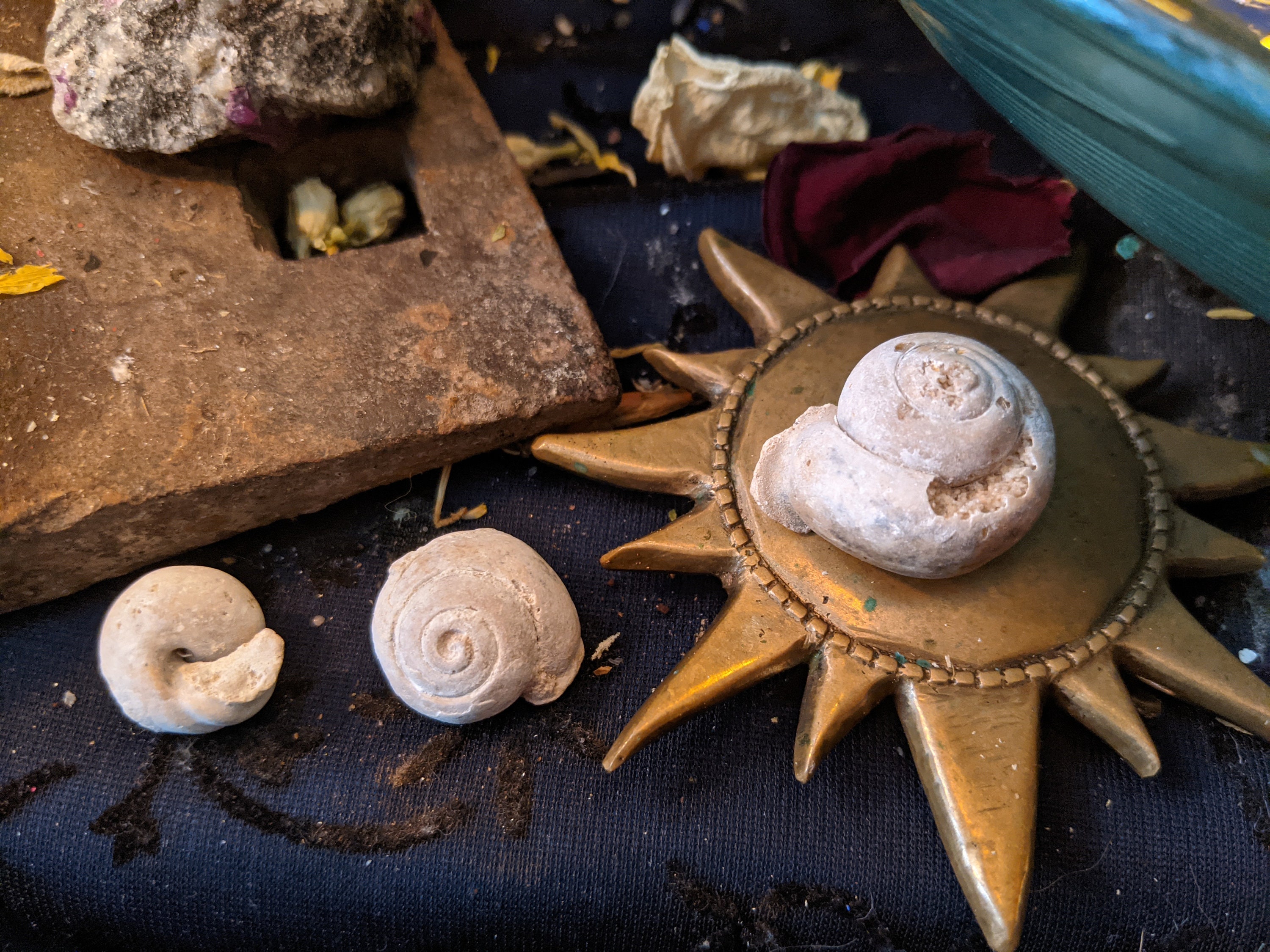 Fossilized Snail Shell Fossilized Gastropod - Etsy UK