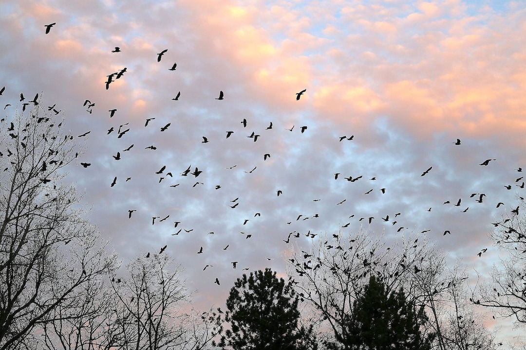 Augury Service - Bird Scrying - Divination - Etsy