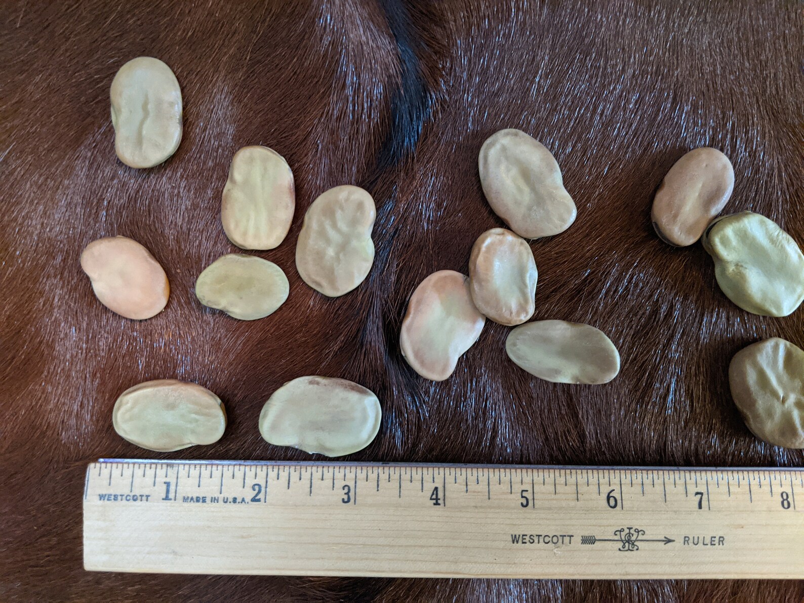 GIANT Wishing Beans HUGE Mojo Beans Pack of Three | Etsy