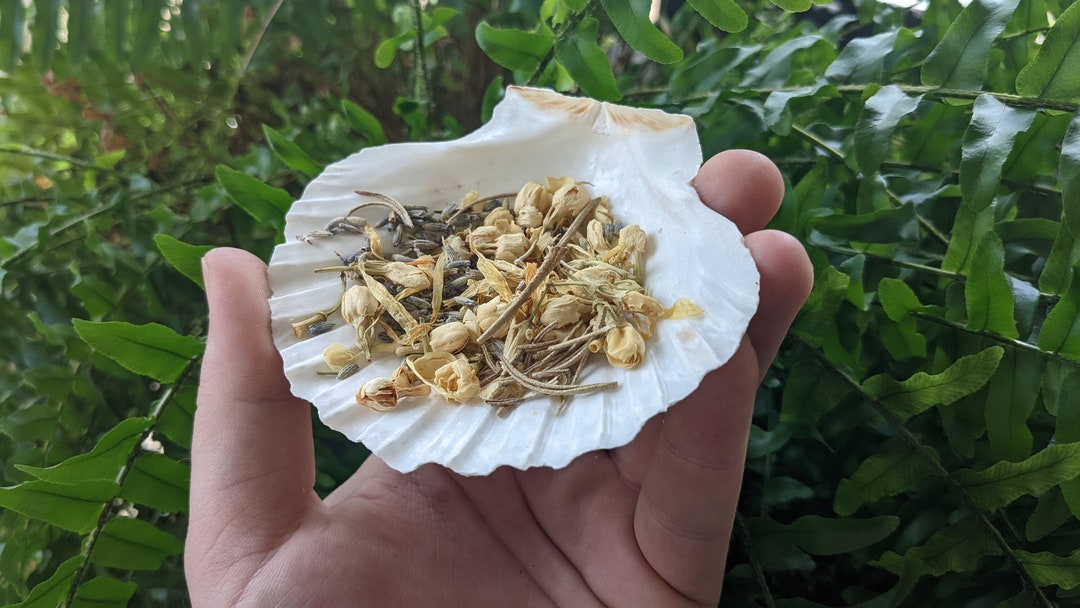 Irish Baking Shell Muirin Scallop Natural Offering Dish Ritual Bowl - Etsy