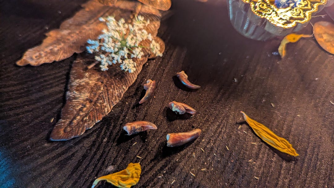 Set of 5 Beaver Claws - Real Animal Claw - Natural Curio - Etsy