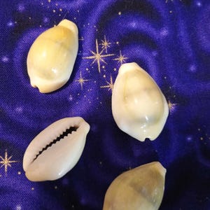 Cowrie Shell (obi) Divination - BONUS Includes My Complete Obi ...