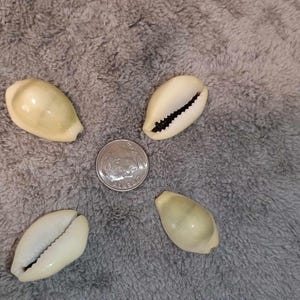 Cowrie Shell (obi) Divination - BONUS Includes My Complete Obi ...