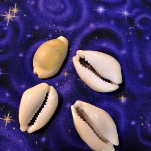 Cowrie Shell (obi) Divination - BONUS Includes My Complete Obi ...