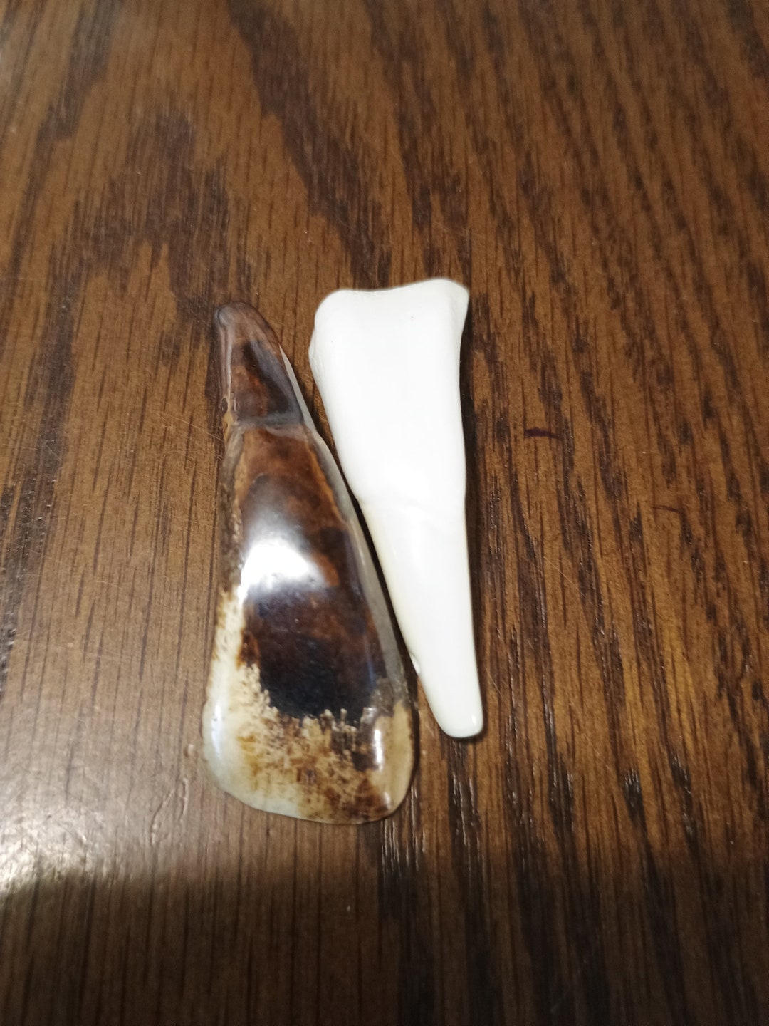Water Buffalo Teeth Throwing Bones, Bone Divination - Etsy