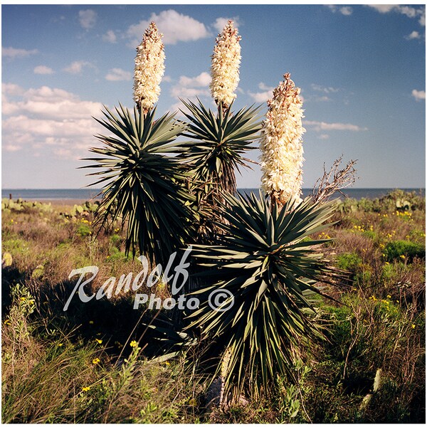 Yucca Plant Live - Etsy