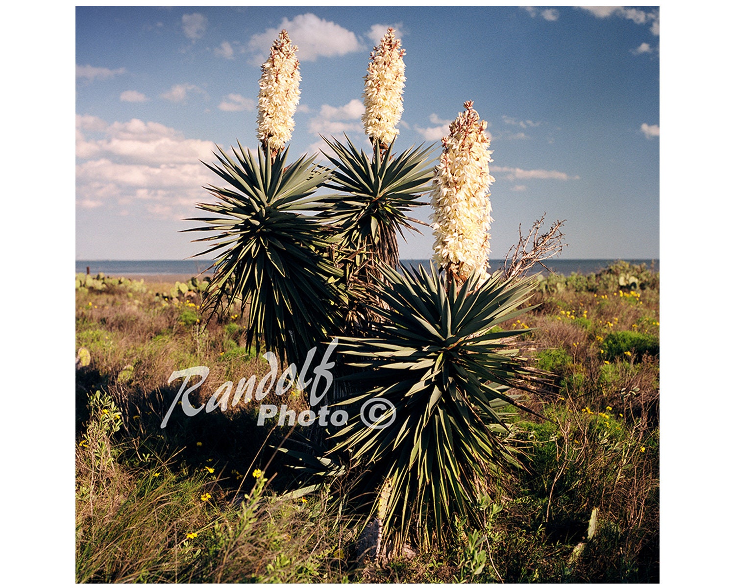 Blooming Yucca Plants