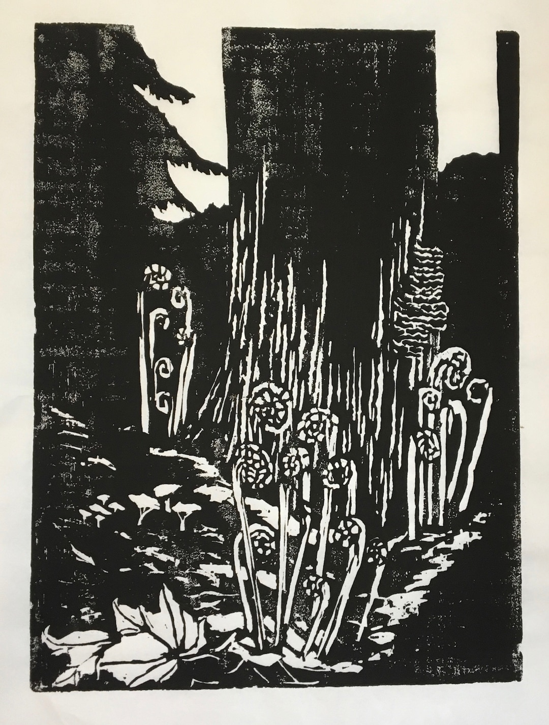 Woodcut Print of Fiddlehead Ferns Beneath a Massive Pine Tree by ...