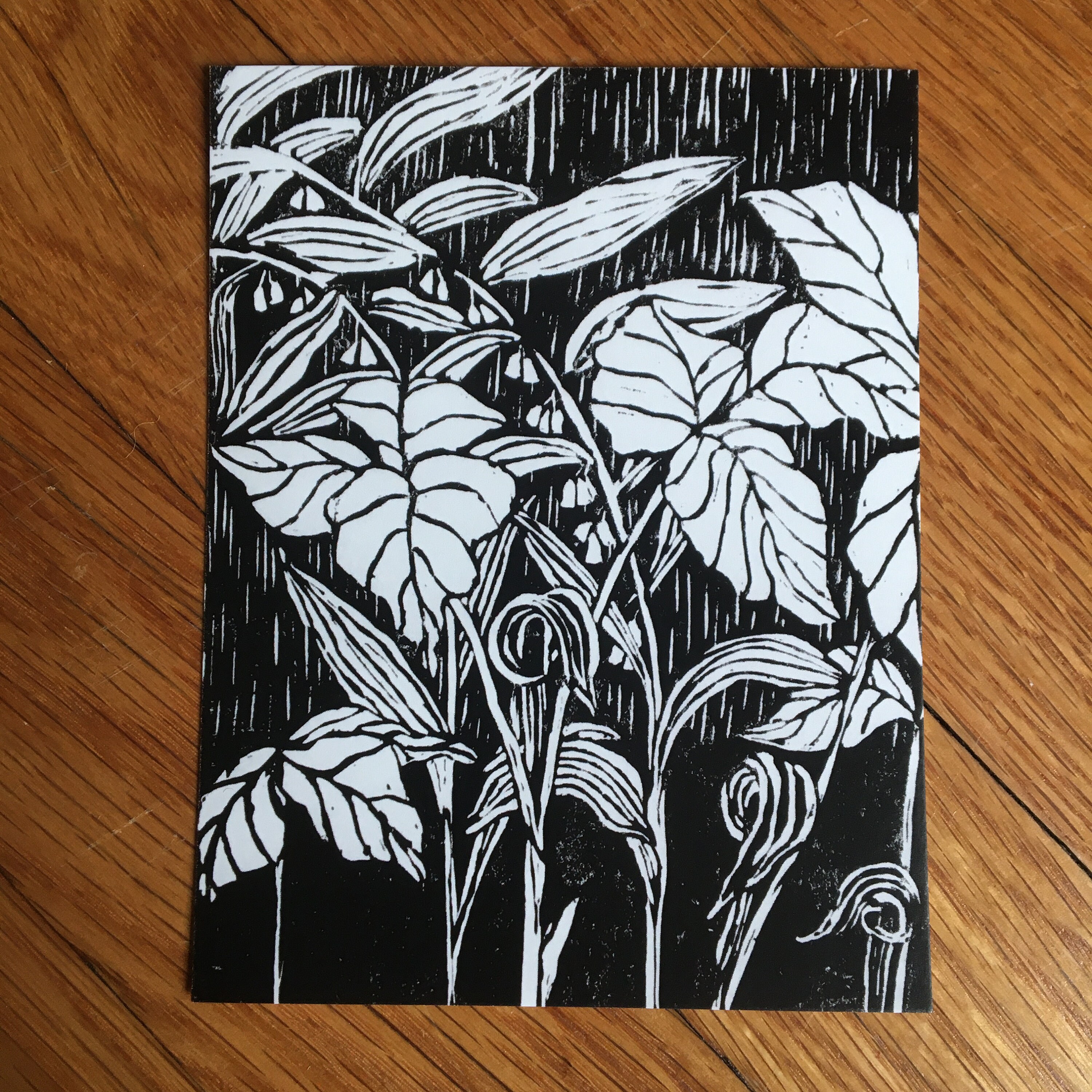 10 Art Postcards of Ferns and Flowers, From Woodcuts by Margot Torrey ...