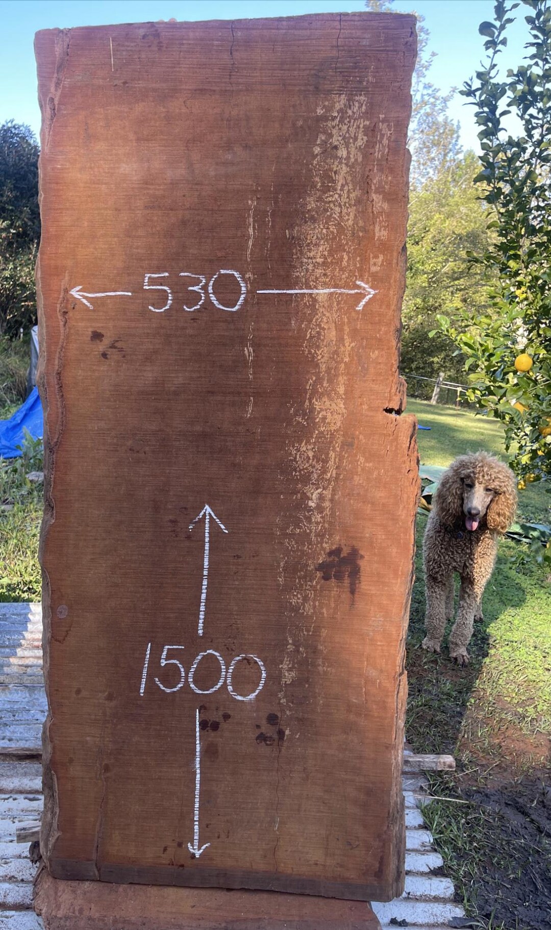 Timber Slabs Australian Rosewood - Etsy