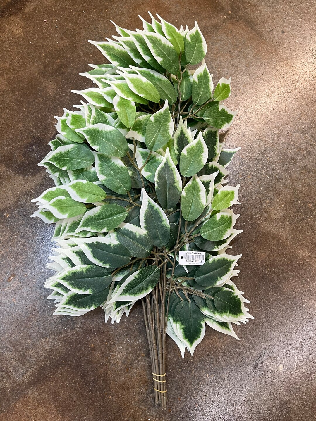 Ficus Spray X 3 Branches Variegated Ficus, One Dozen, 23", Greenery ...