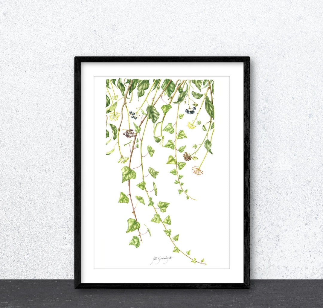 Ivy Fine Art Giclee Print by Jill Sievewright. Highest Quality Archival ...