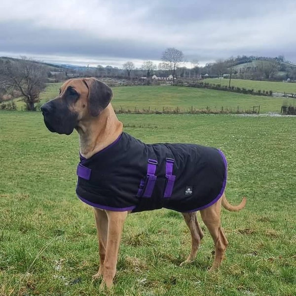 Great Dane Coat - Etsy