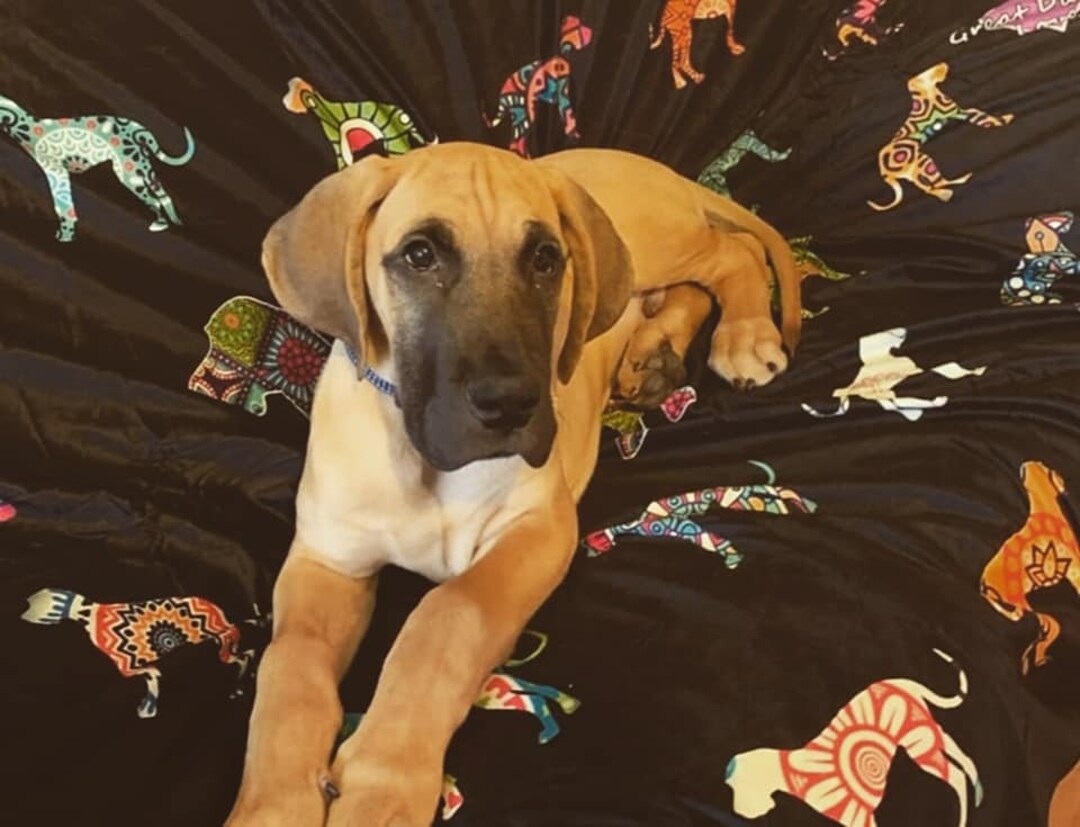 Great Dane Icon Fleece Throw 150cm X 170cm - Etsy