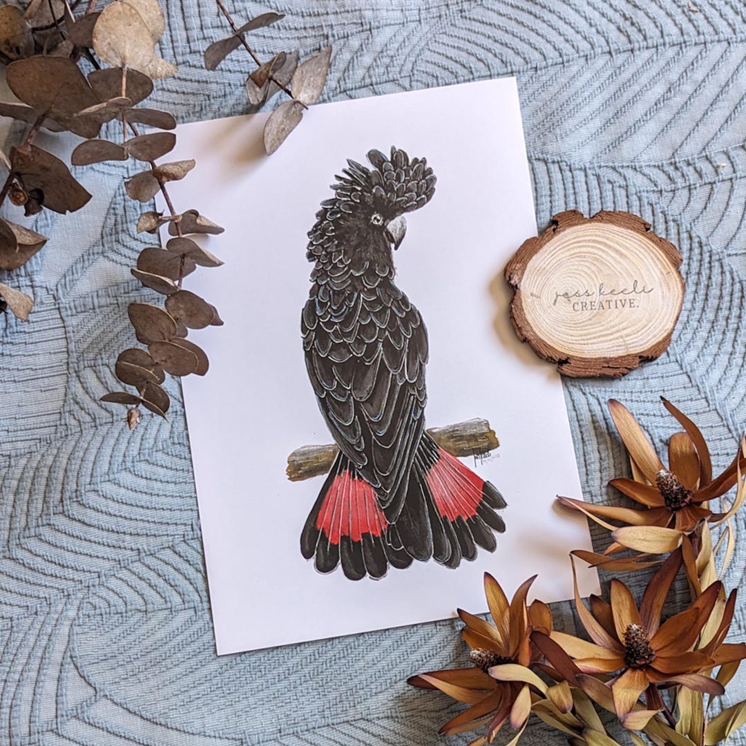 ROSCOE - Red Tailed Black Cockatoo - 8x12" Watercolour Art Print - Etsy