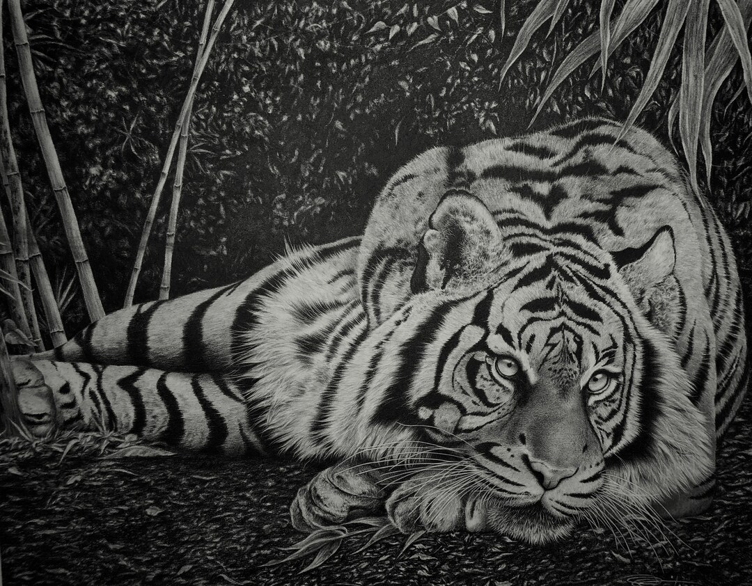 Graphite Tiger Drawing - Hand-drawn Wildlife Portrait, 18x24 - Etsy UK