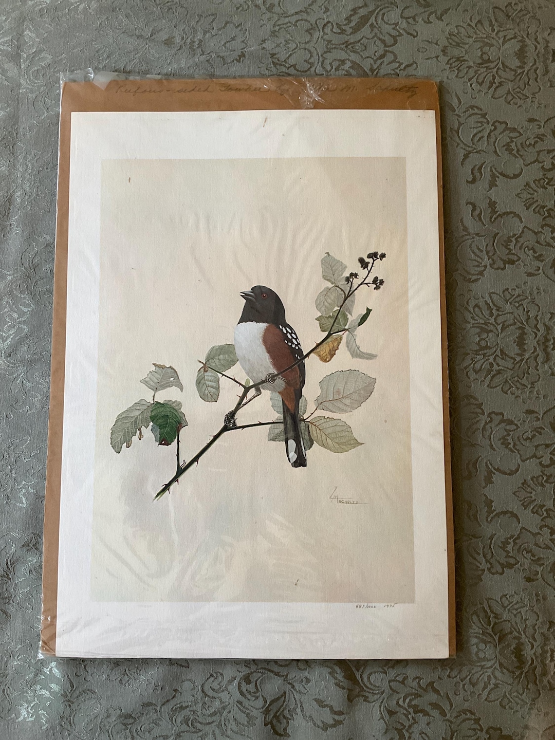 Zella M. Schultz Print of Rufus-sided Towhee - Etsy