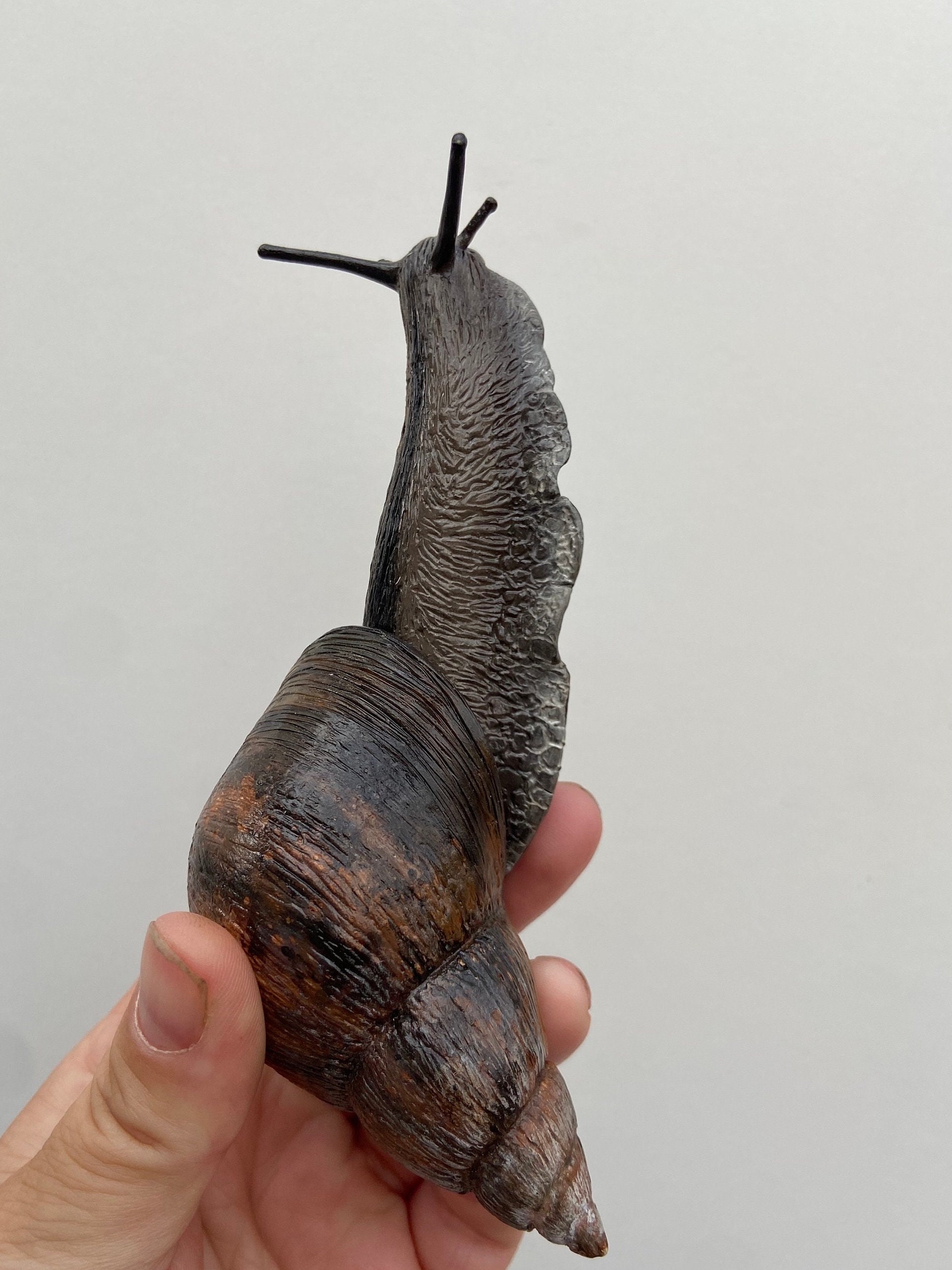 Biggest Snail On Earth
