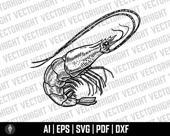 Shrimp Illustration Shrimp Svg Eps Ai Dxf Pdf. Shrimp | Etsy