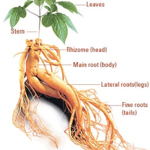 Ginseng Siberian Eleuthero Root Powder 4oz to 2lb 100% | Etsy