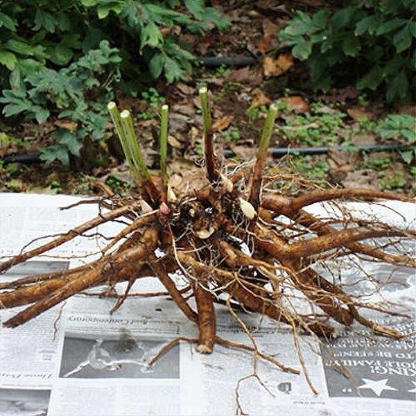 Peony White Root Powder | 4oz to 5lb | 100% Pure Natural Hand Crafted ...