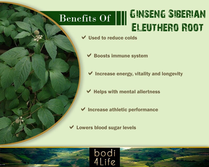 Ginseng Siberian Eleuthero Root Powder 4oz to 2lb 100% | Etsy